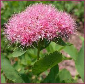 Spiraea splendens var